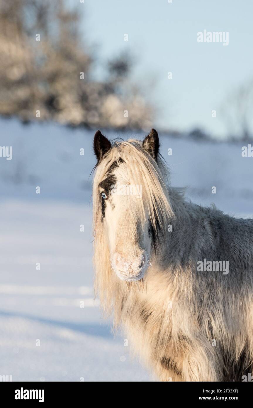 gypsy vanner cob horse pony ponies galloping and playing in the snow ...