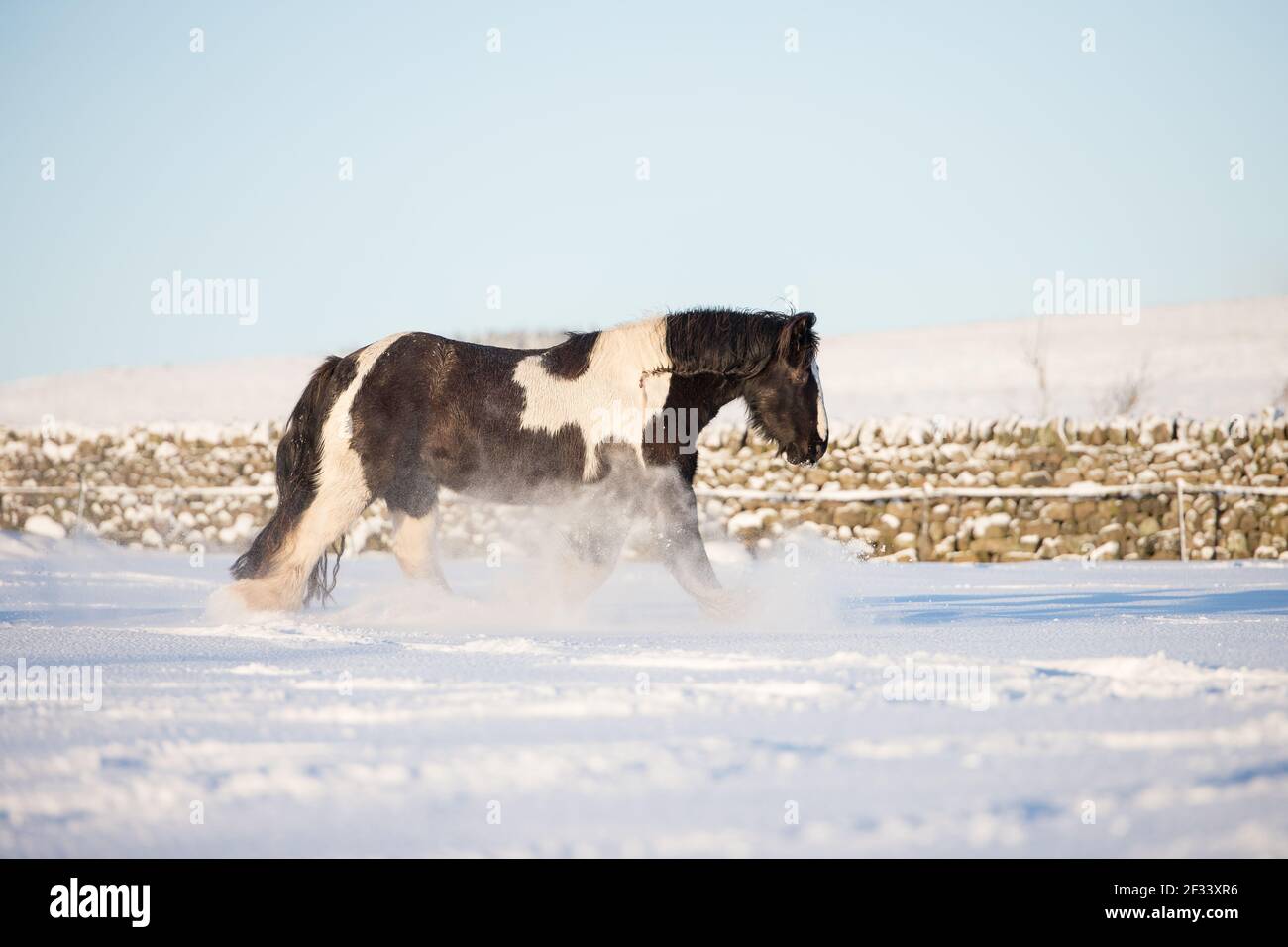 gypsy vanner cob horse pony ponies galloping and playing in the snow ...