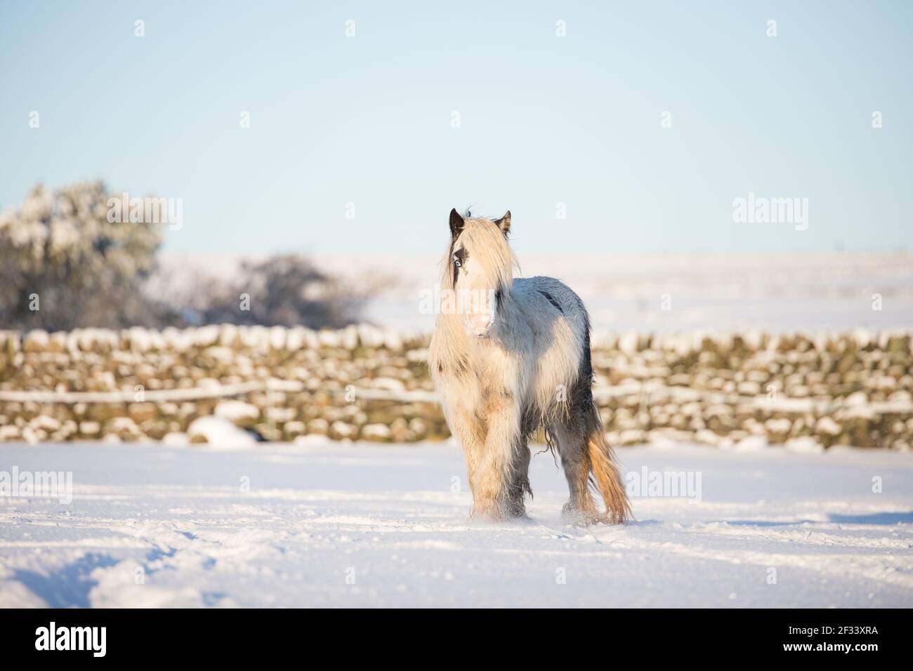 gypsy vanner cob horse pony ponies galloping and playing in the snow ...