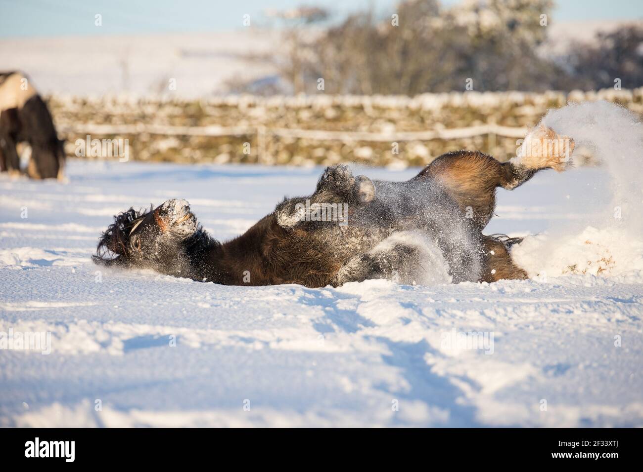 gypsy vanner cob horse pony ponies galloping and playing in the snow ...