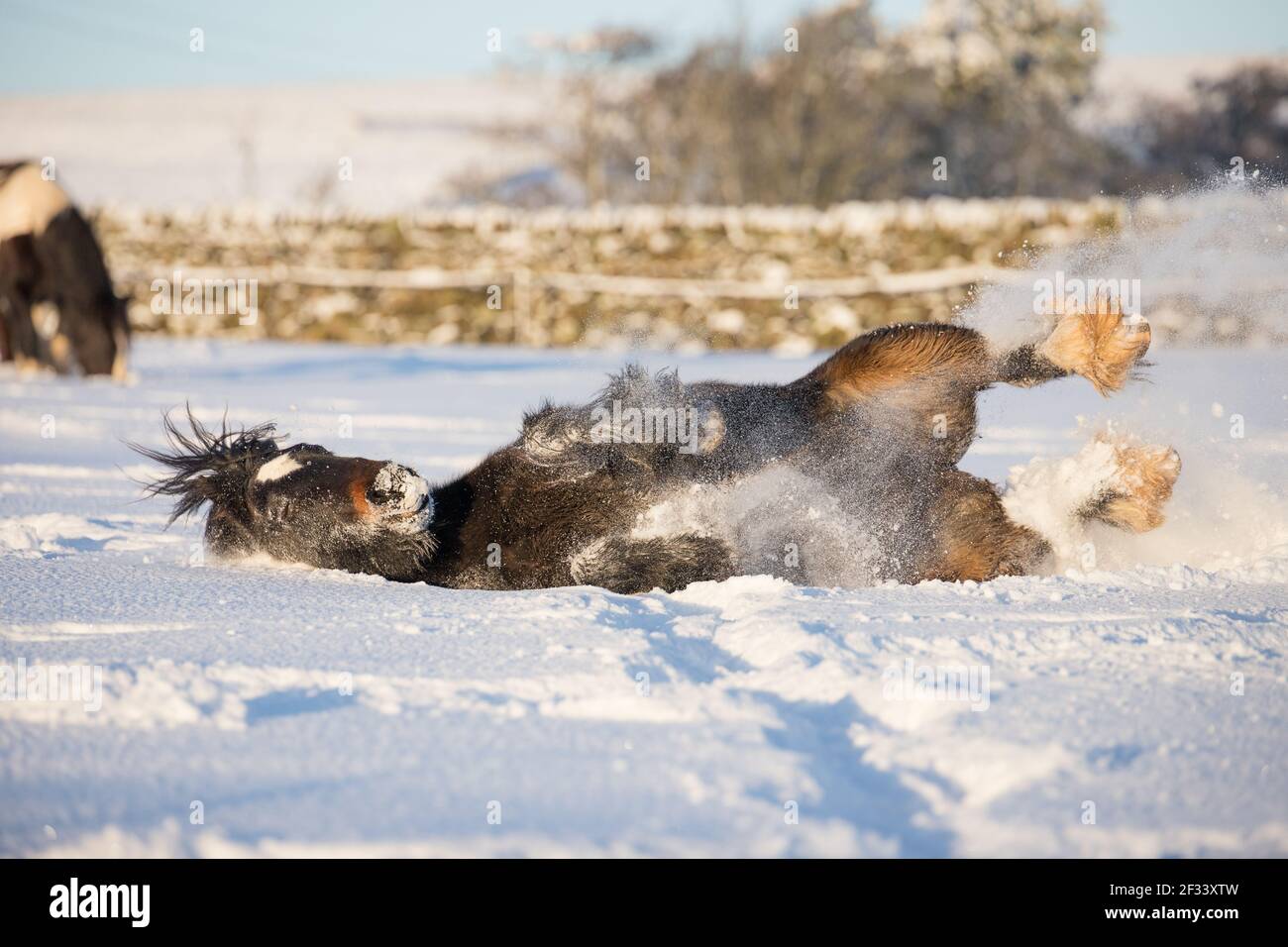 gypsy vanner cob horse pony ponies galloping and playing in the snow ...