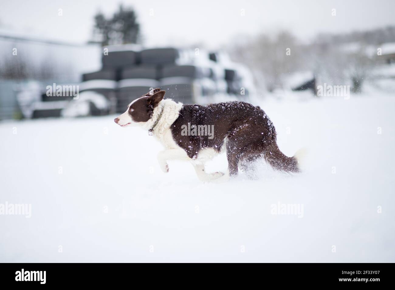 Border collie sheepdog dog running in the snow Stock Photo - Alamy