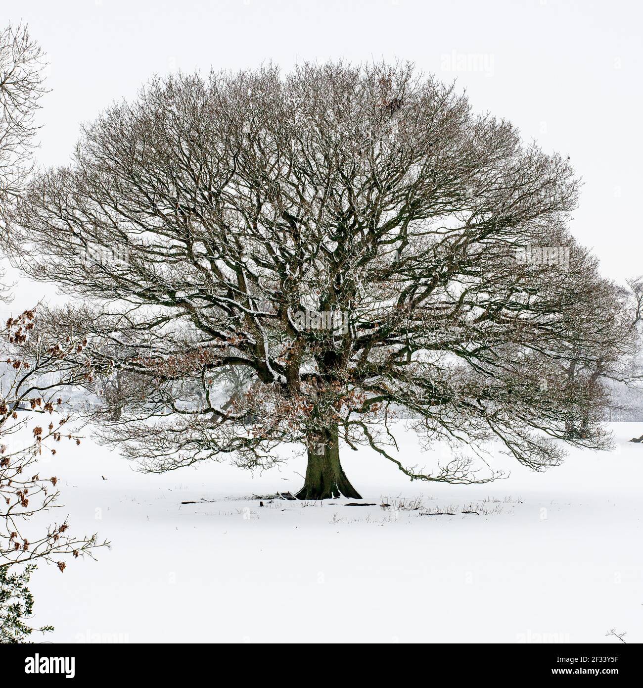 Old english oak tree hi-res stock photography and images - Alamy