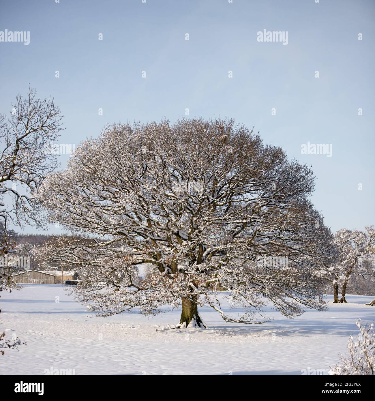 English oak tree in winter hi-res stock photography and images - Alamy