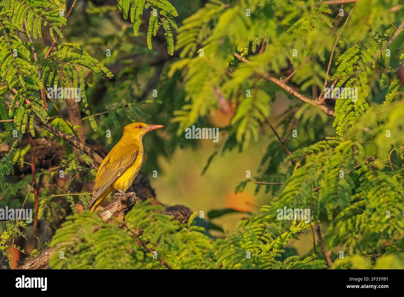 Indian golden oriole, Oriolus kundoo on tree branch, India Stock Photo ...