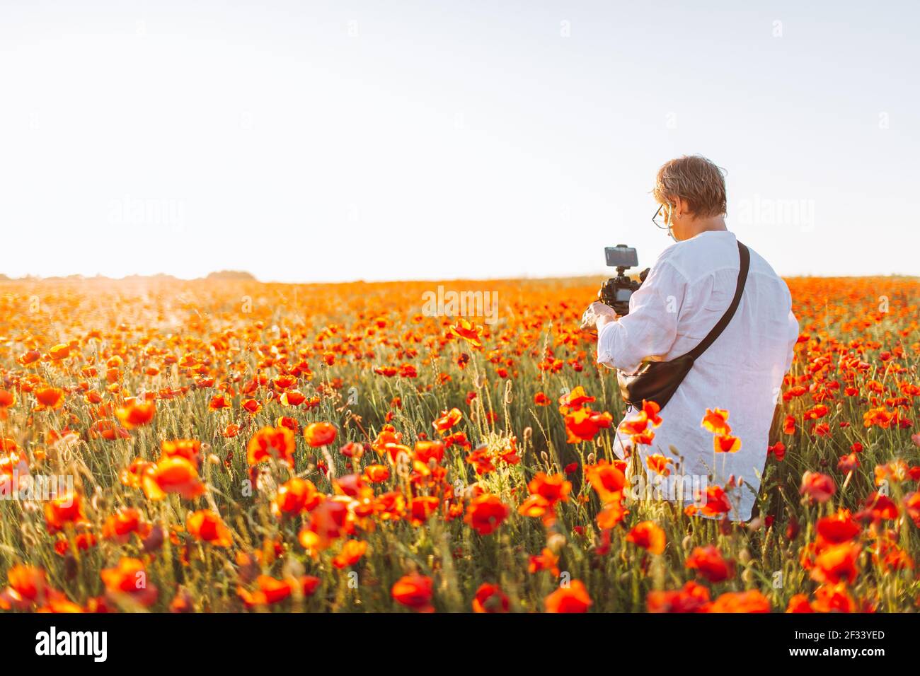Photographer or videographer make pictures in red poppy field. Back ...