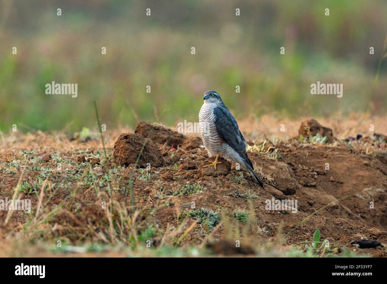 Eurasian sparrowhawk, Accipiter nisus, Female, Pune. Small, long-tailed ...
