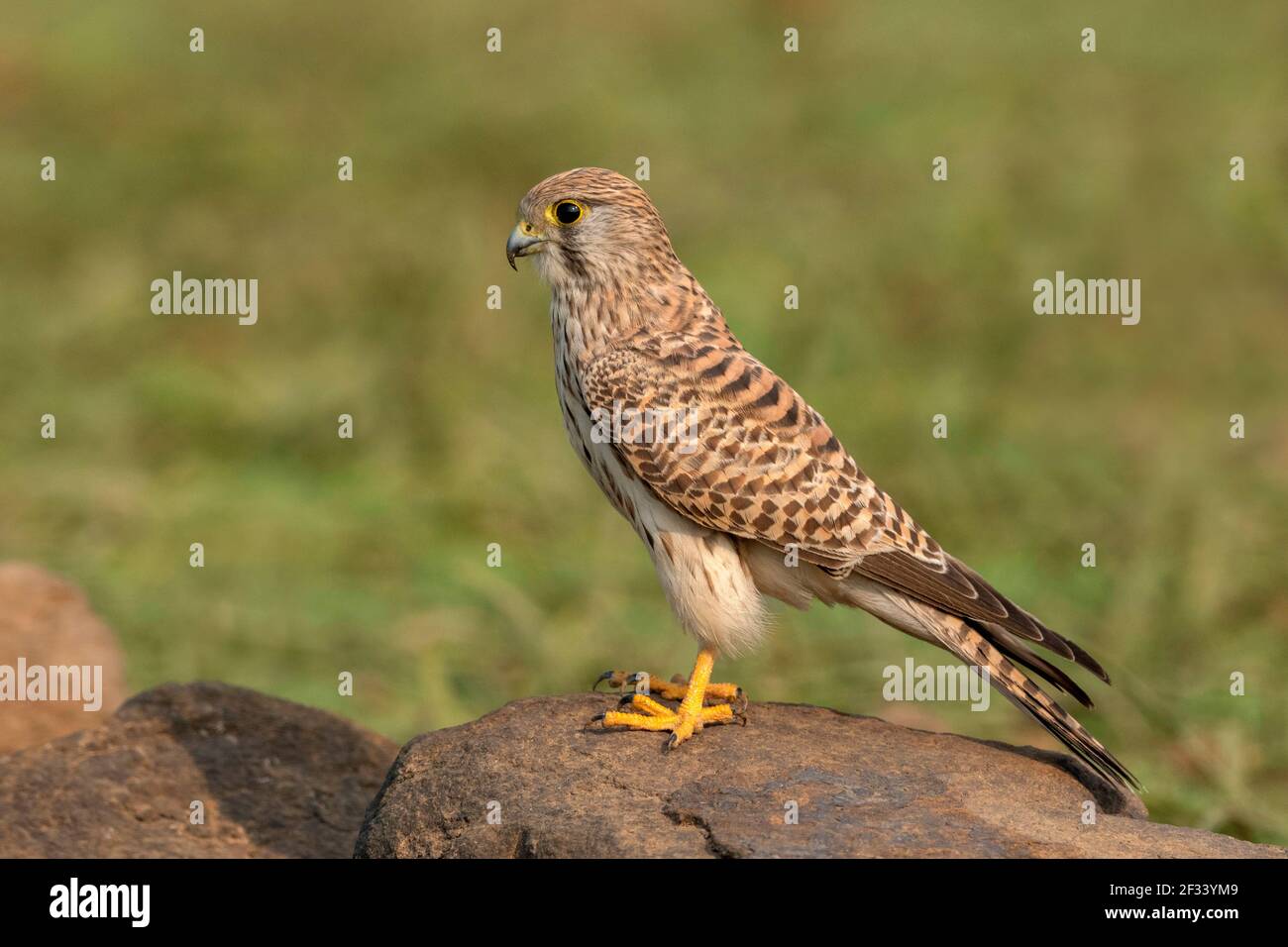 Common kestrel, Falco tinnunculus Female, Pune Stock Photo - Alamy