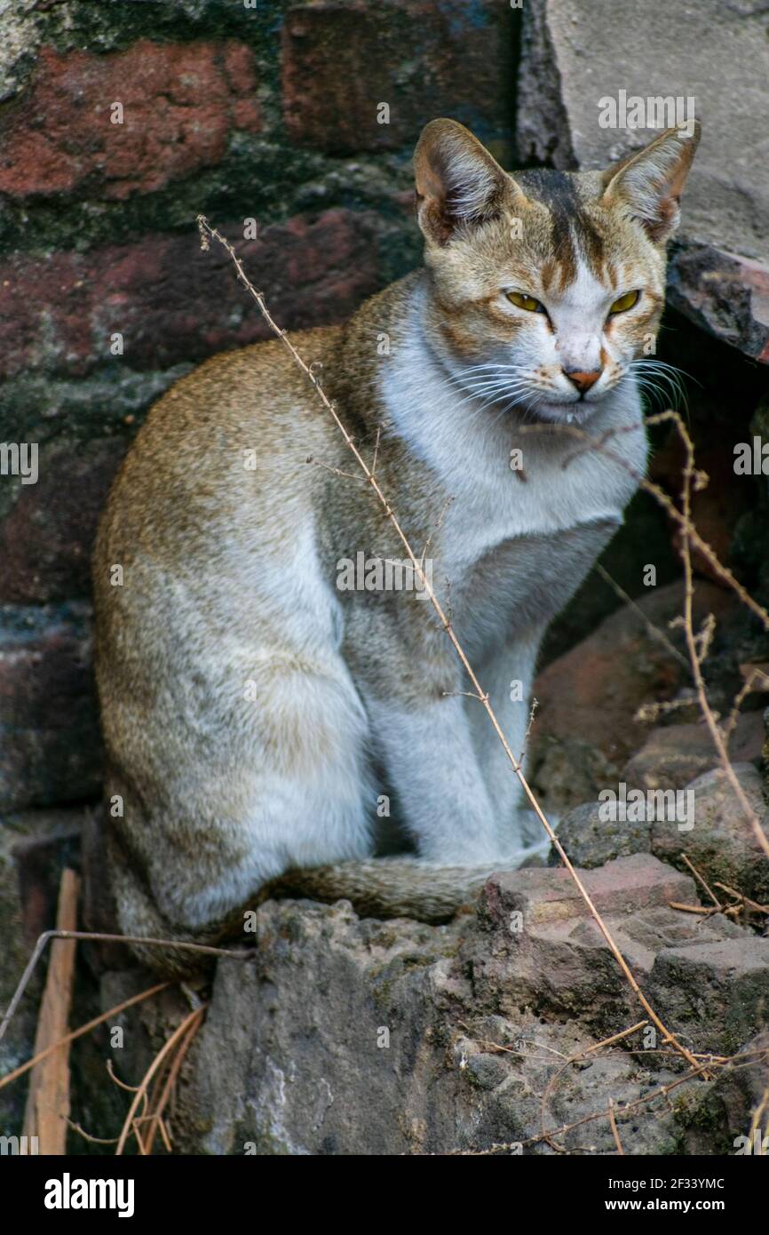 Indian pet hi-res stock photography and images - Alamy