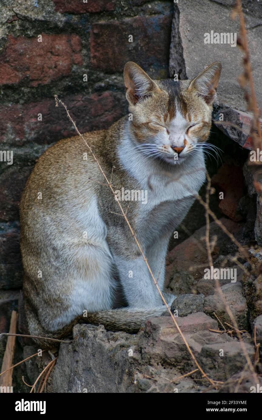 Indian Pet High Resolution Stock Photography and Images - Alamy