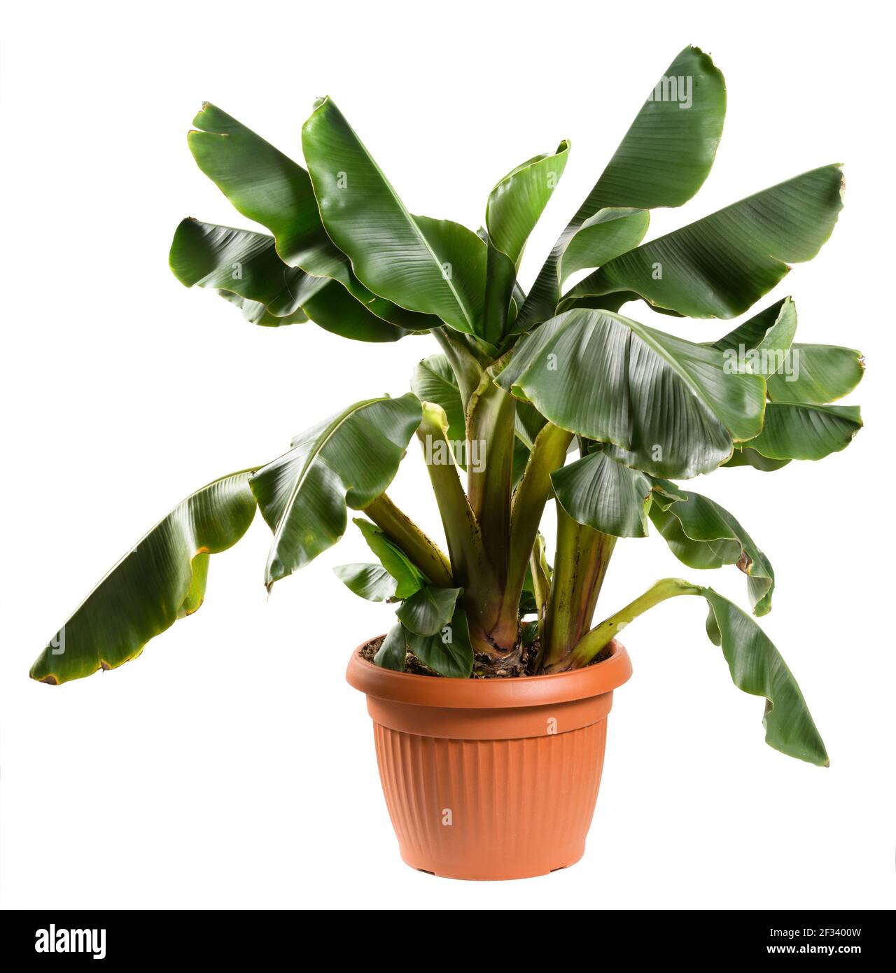 Banano leaf hi-res stock photography and images - Alamy