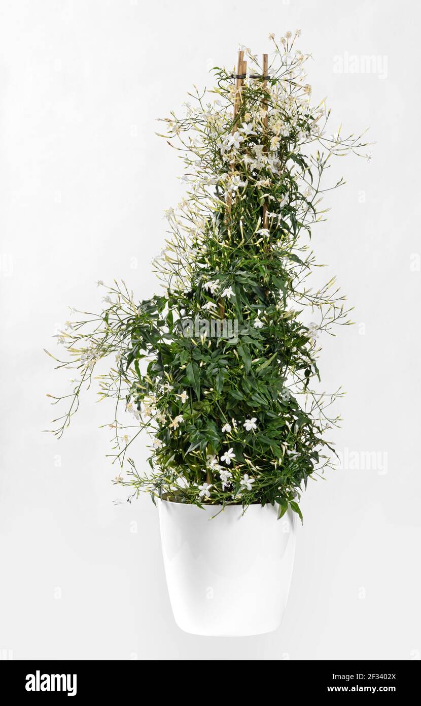 Jasmine polyanthum pot hi-res stock photography and images - Alamy