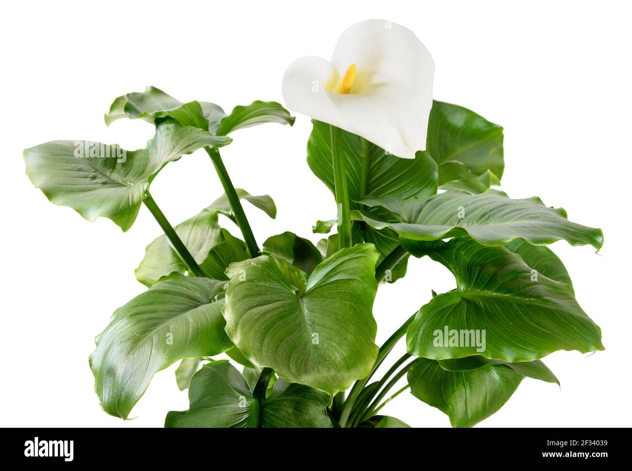 Calla lily leaf store