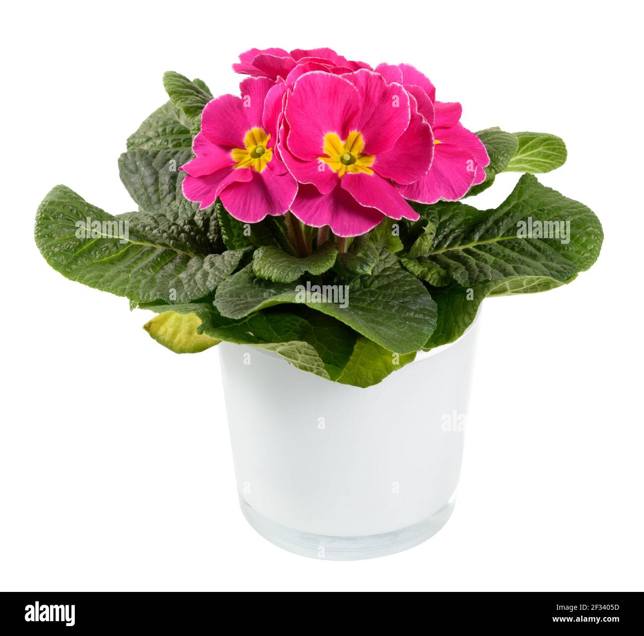 Colorful pink and yellow variegated potted Primrose or Primula plant ...