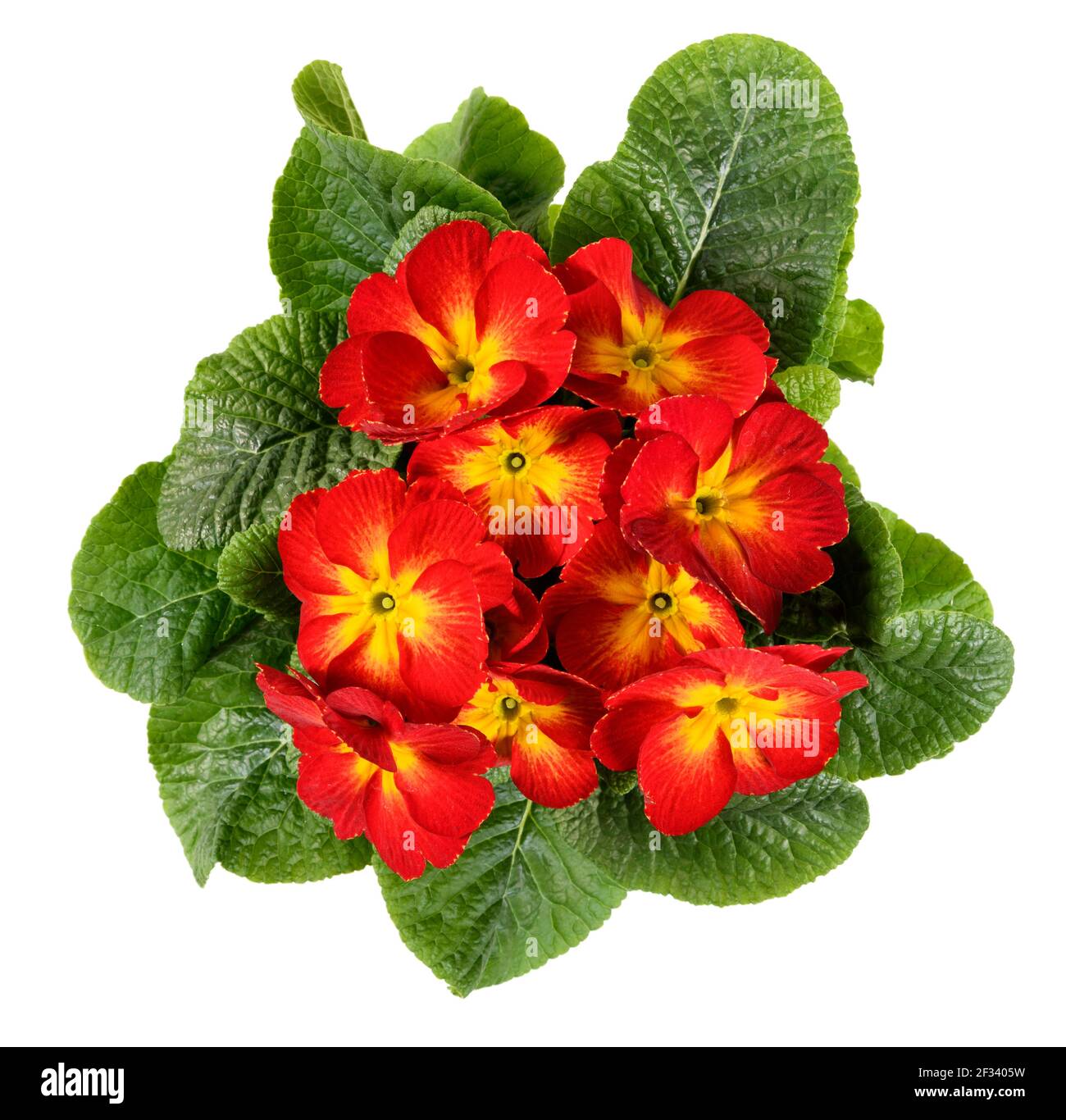 Top view green cultivated Cut Out Stock Images & Pictures - Alamy