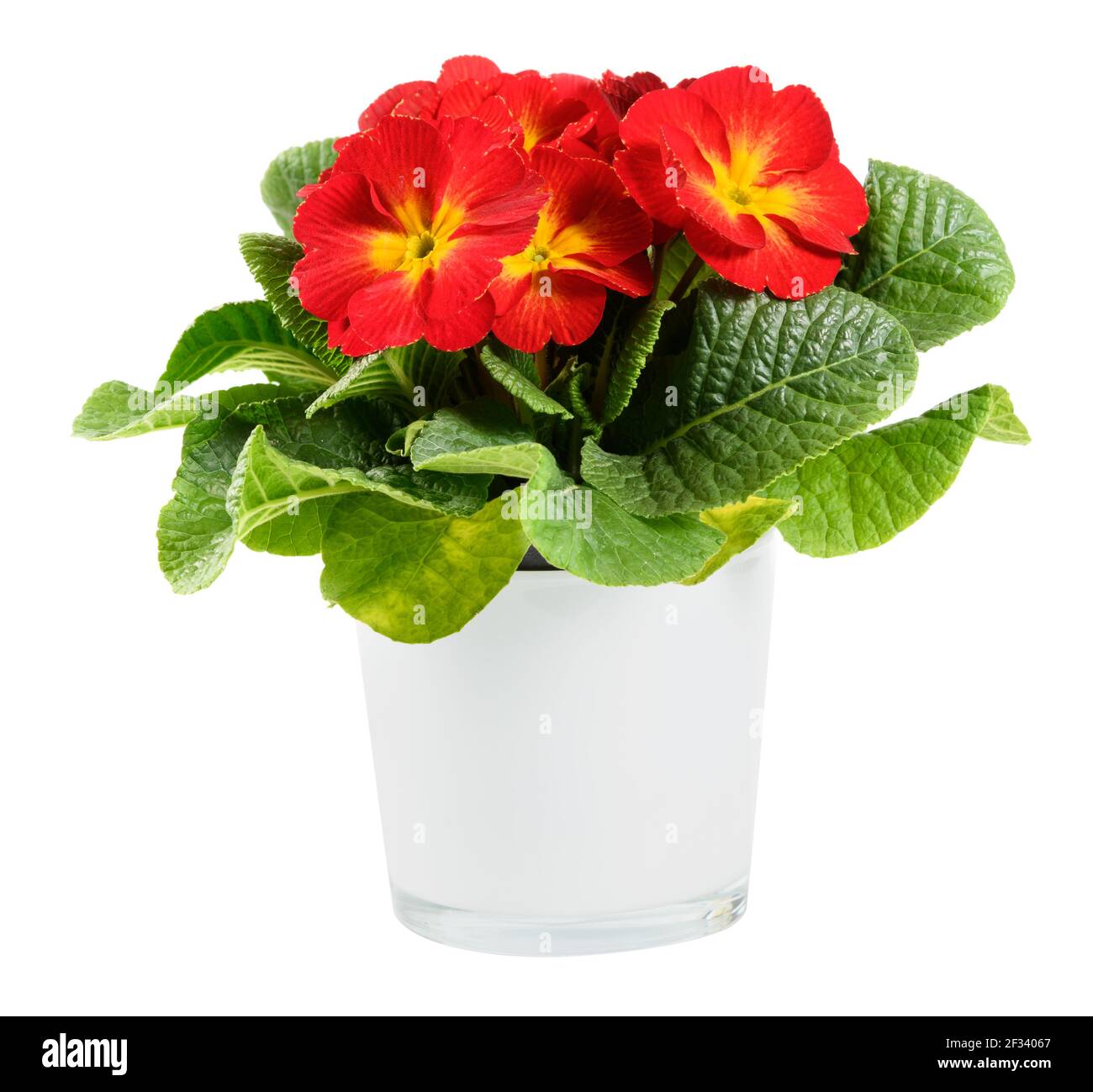 Spring houseplant hi-res stock photography and images - Alamy