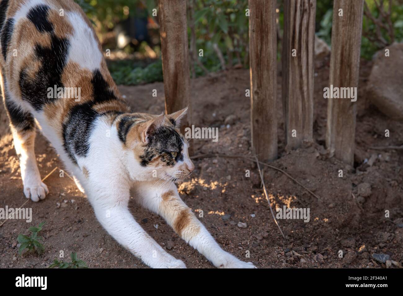Cat walking under ladder hi-res stock photography and images - Alamy