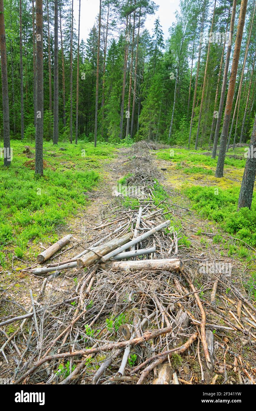 Logging residue use hi-res stock photography and images - Alamy