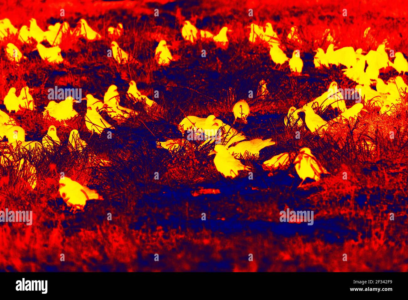flock of rooks in scientific high-tech thermal imager on night ...