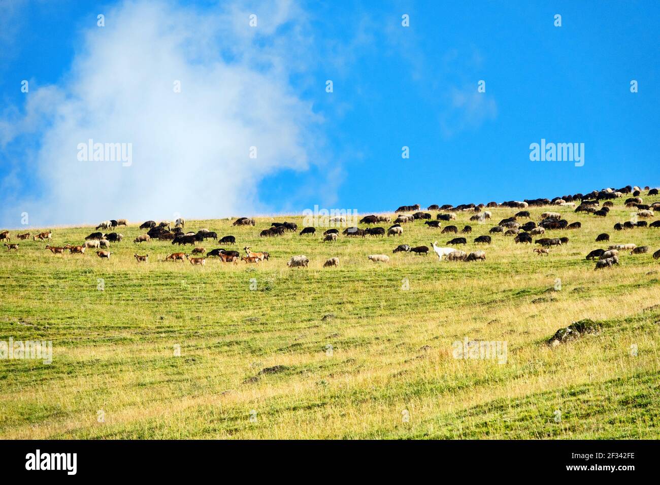 Broad Tailed Sheep High Resolution Stock Photography and Images - Alamy