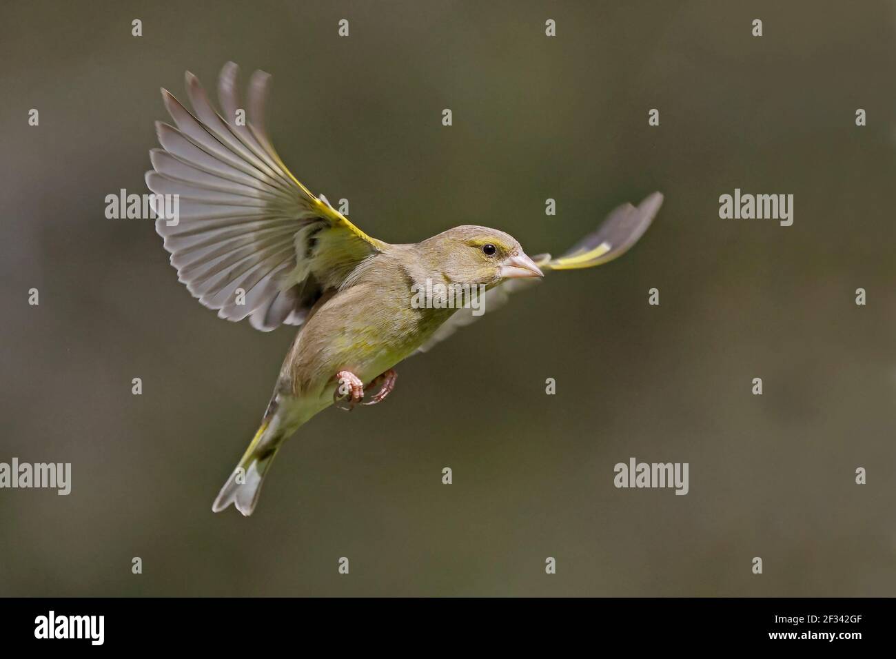 European Greenfinch in flight Forest in flight of Dean UK Stock Photo ...