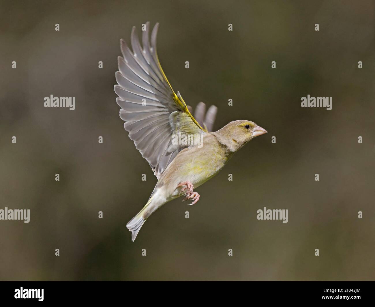 European Greenfinch in flight Forest in flight of Dean UK Stock Photo ...