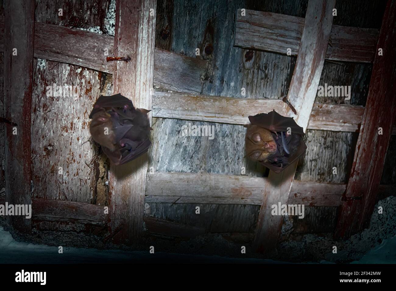 Greater horseshoe bat (Rhinolophus ferrumequinum) under the roof of an ...