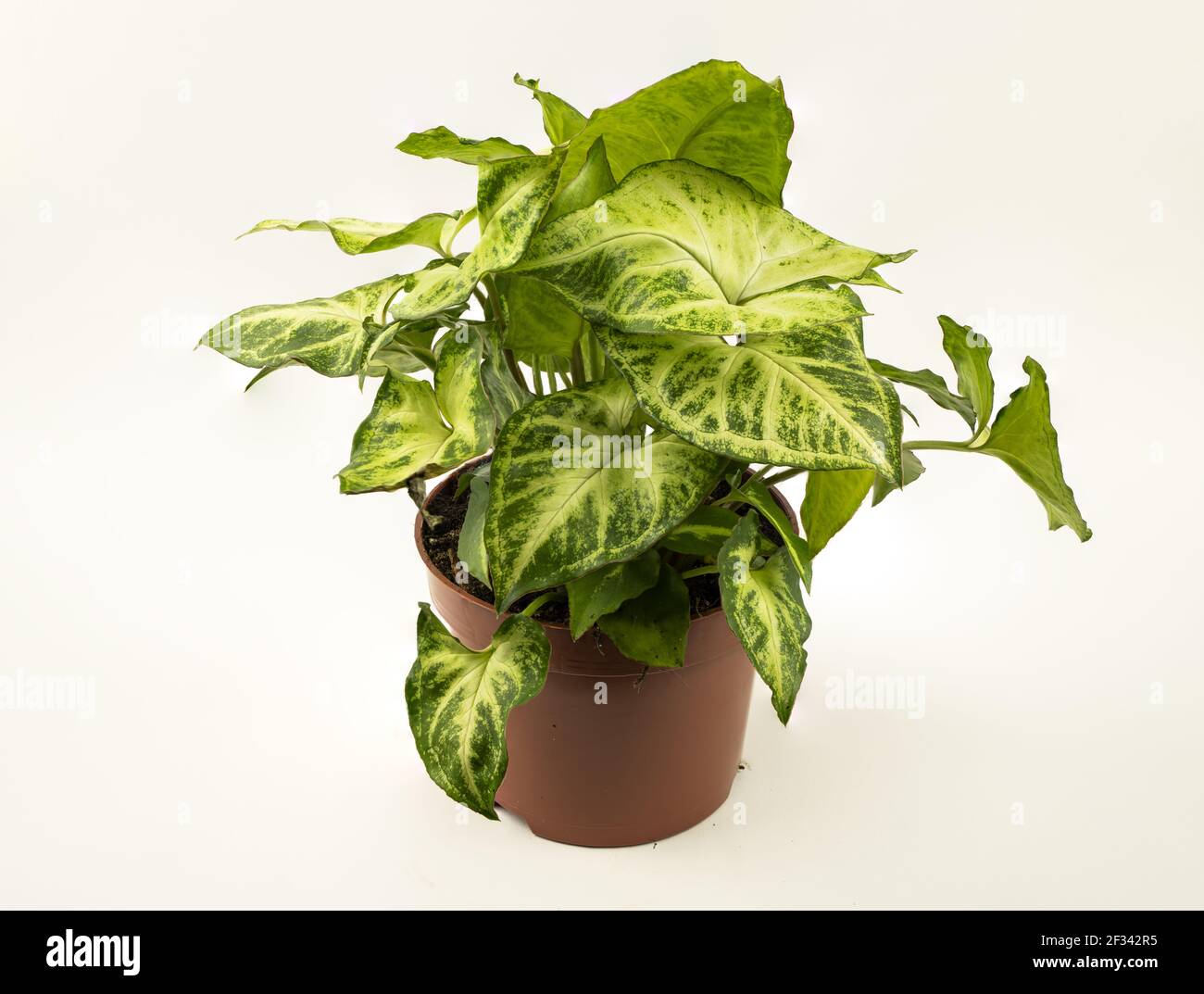 Syngonium in pot with white background, top view Stock Photo - Alamy