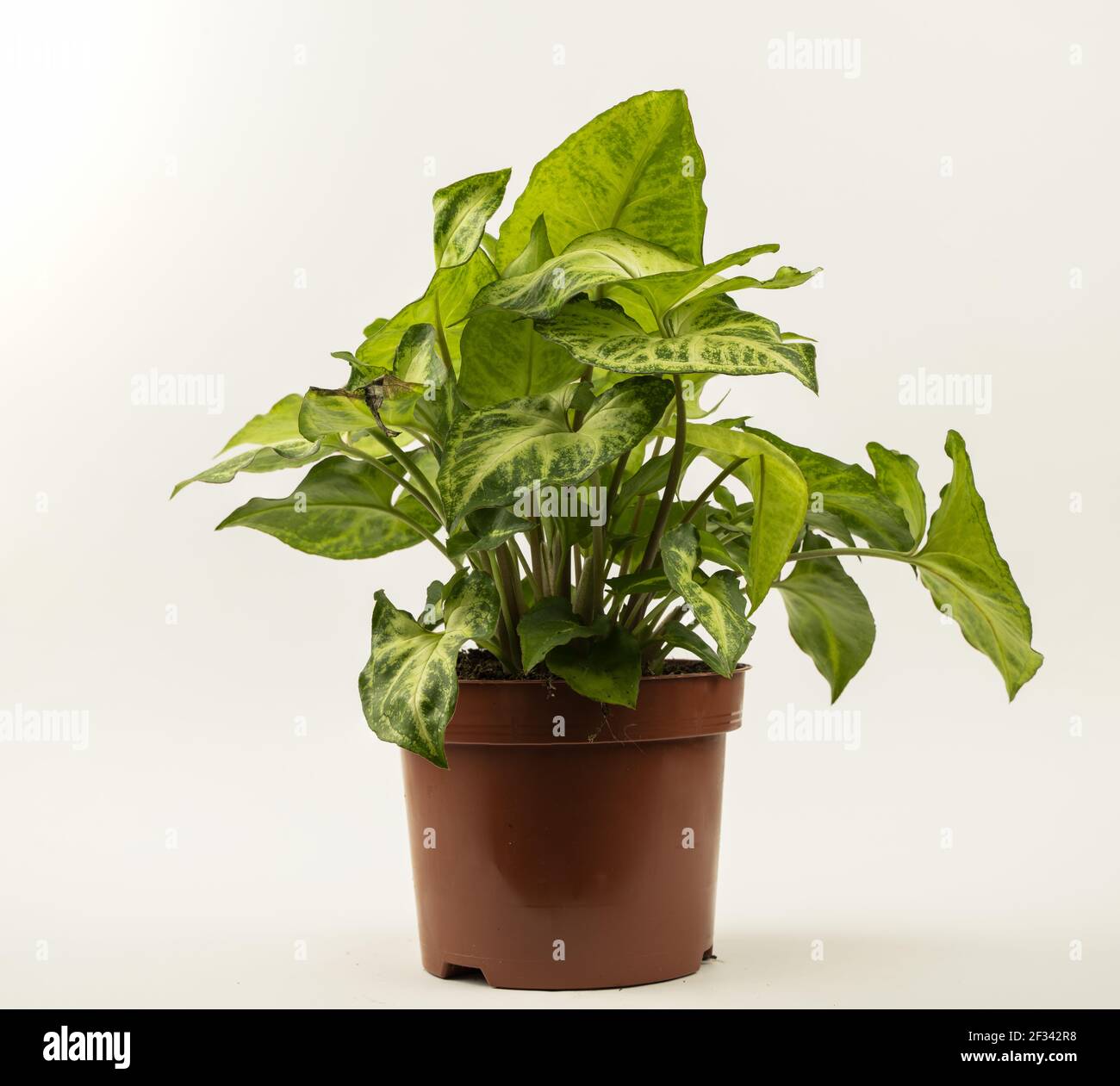 Syngonium in pot with white background Stock Photo - Alamy
