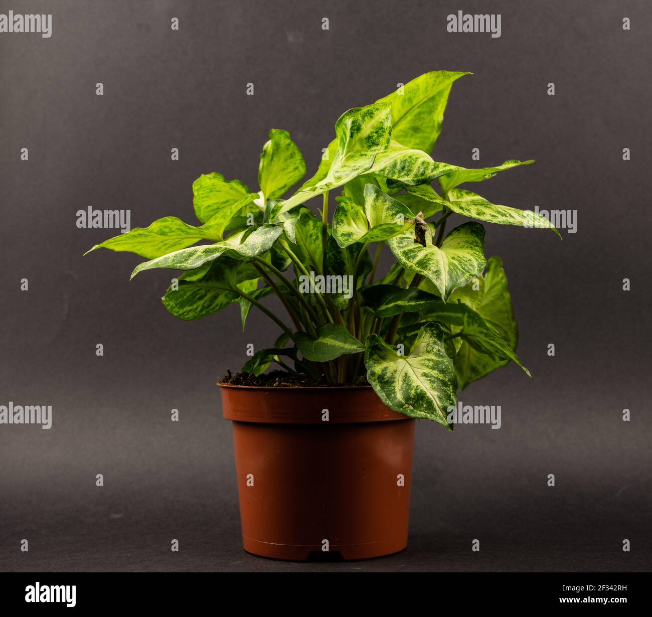 Syngonium podophyllum potted hi-res stock photography and images - Alamy