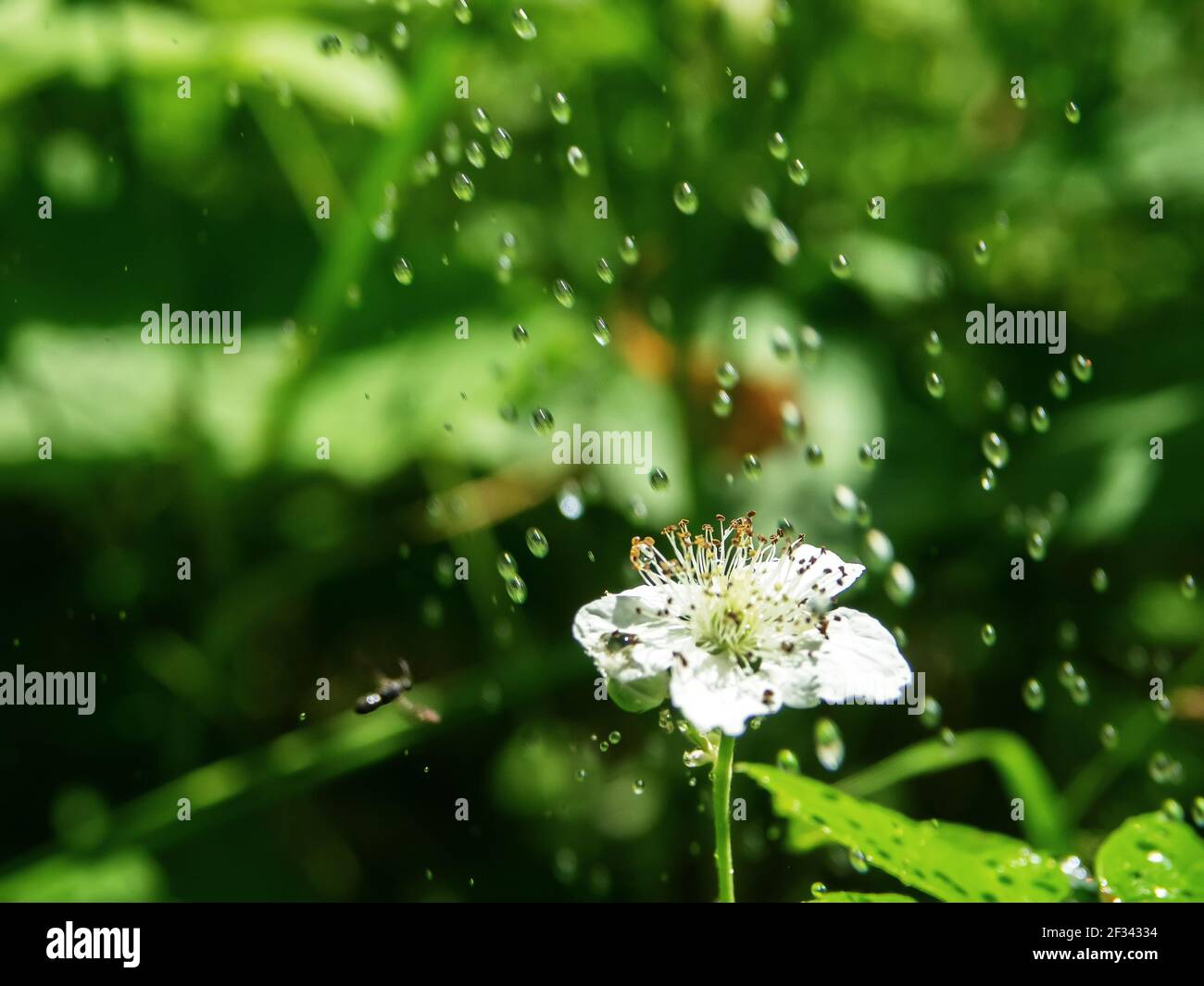 Pouring rain (heavy fall of rain) over flowering strawberry, wild ...