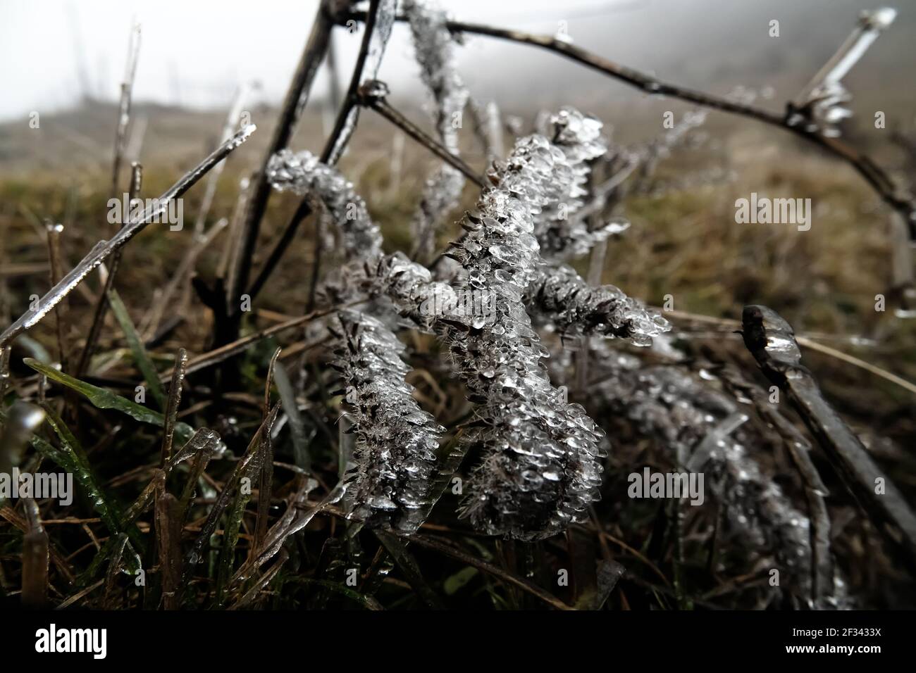 After the freezing rain (glazed rain). Note that as the plants ...