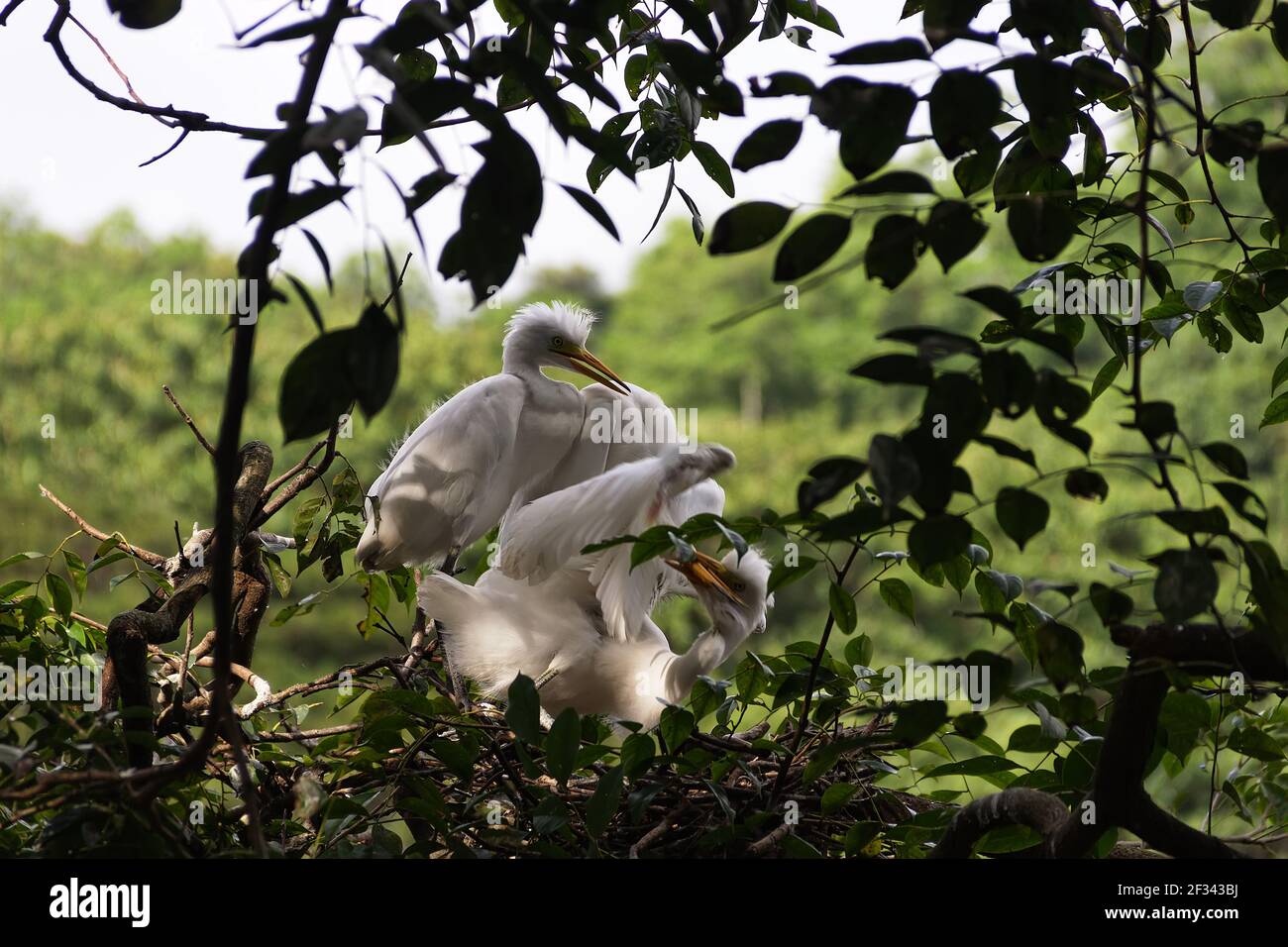 Intermediate egret (Egretta intermedia). Brood in nest. The fledglings ...