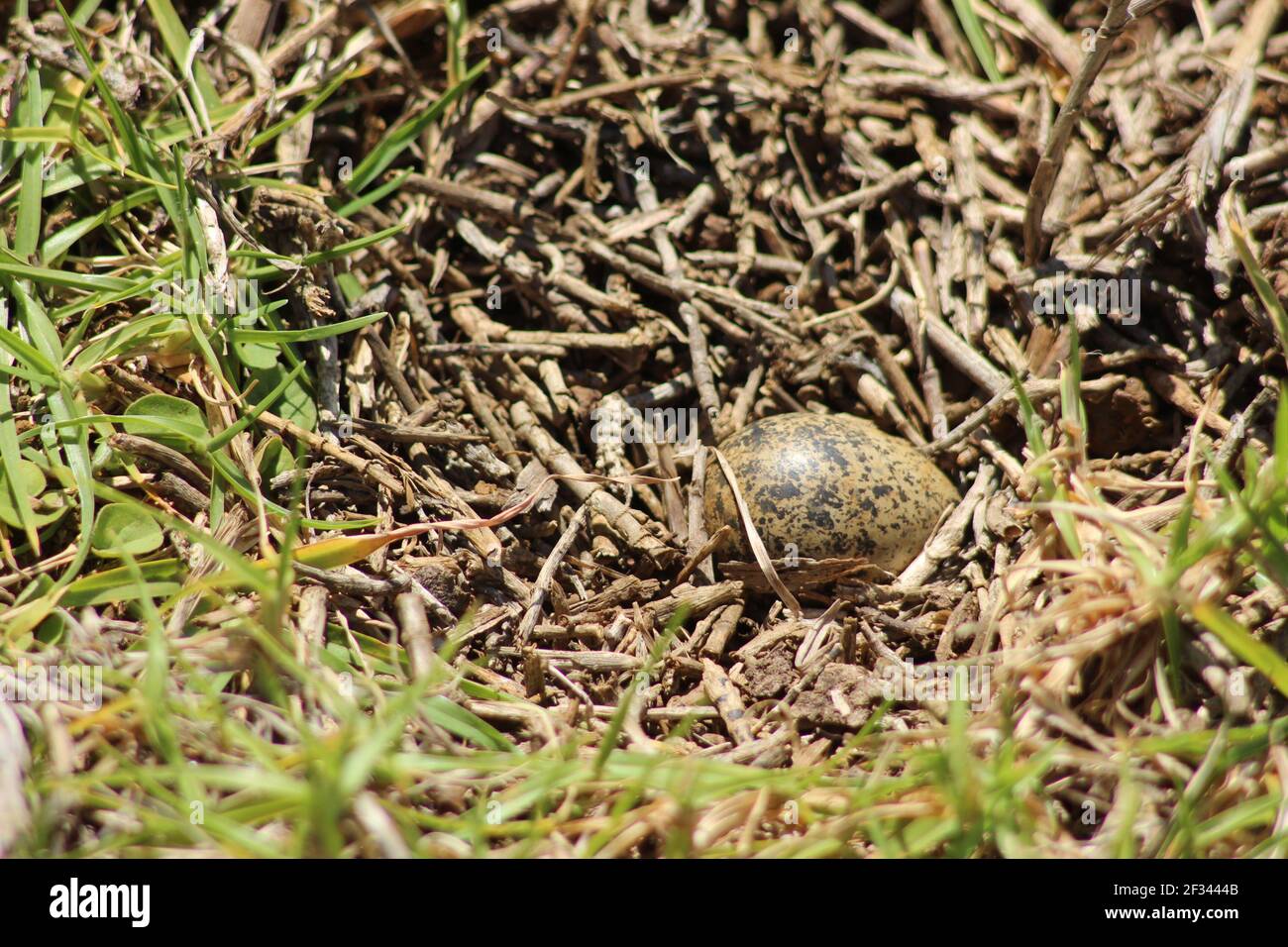 A Saint Helena plover, aka Wirebird, egg and nest on the island of St ...