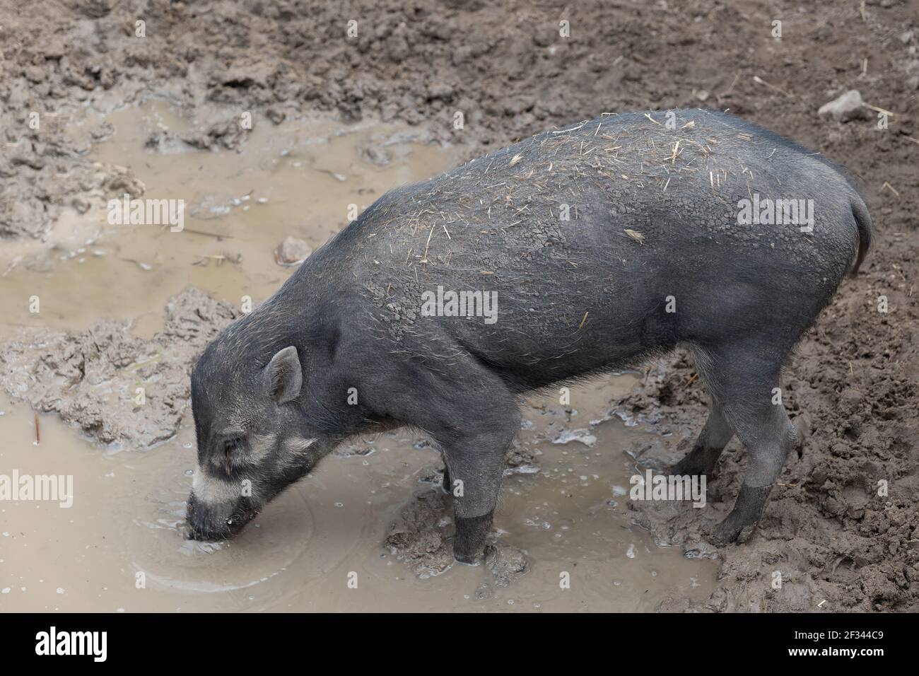 Visayan warty pig (Sus cebifrons) endangered species in the pig genus ...