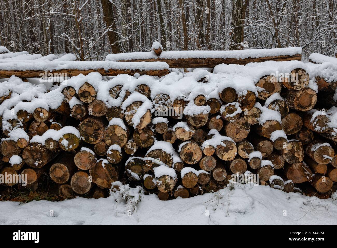 Winter tree cut hi-res stock photography and images - Alamy