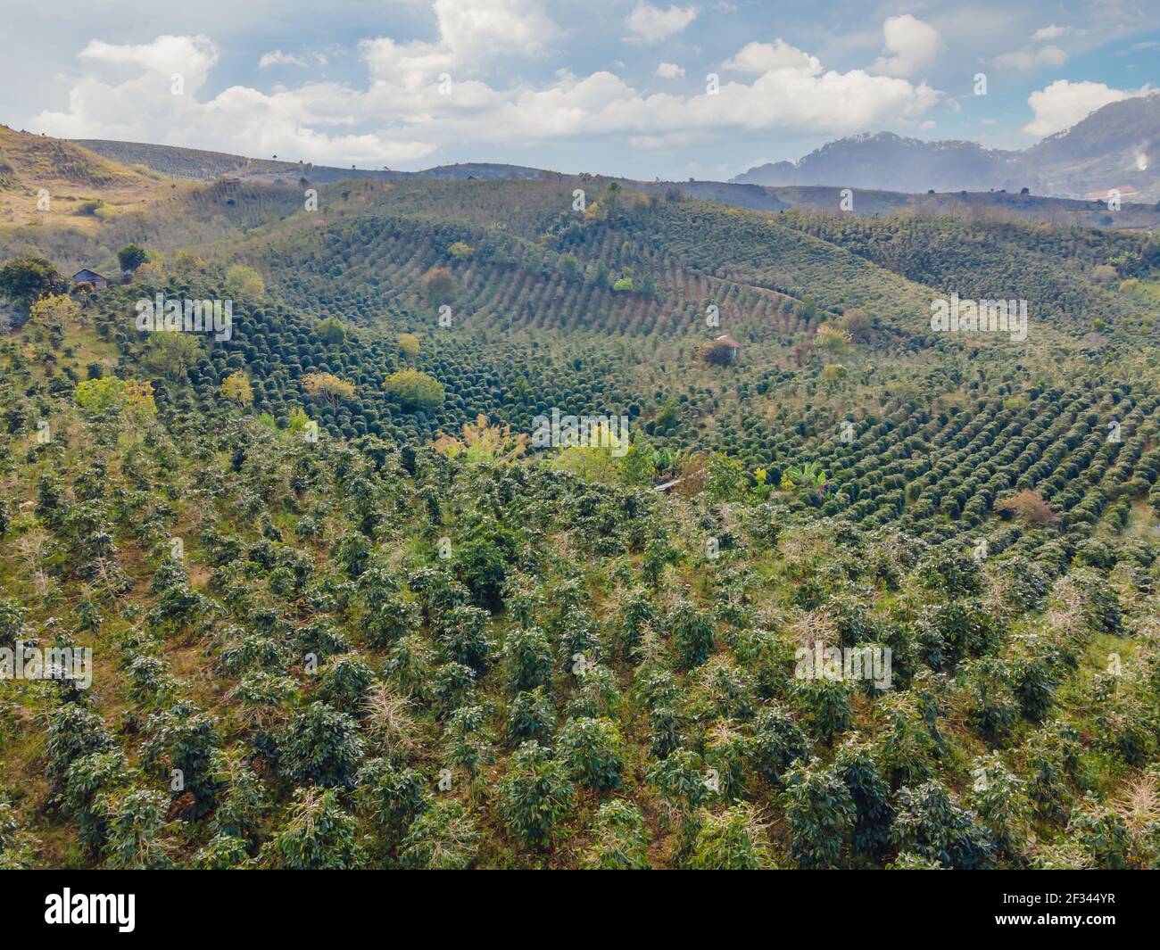Aerial and coffee plantation hi-res stock photography and images - Alamy