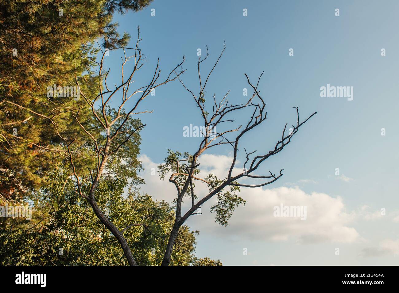 Low angle view of dry branches of tree with sky at background Stock ...