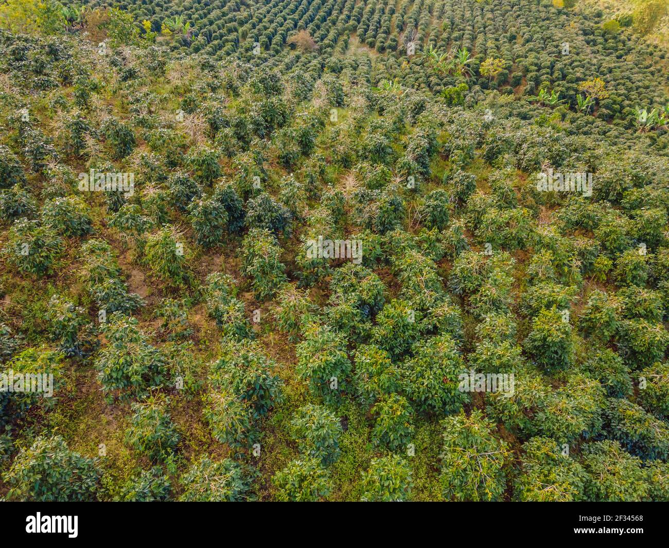 Coffee plantation in brazil minas hi-res stock photography and images ...