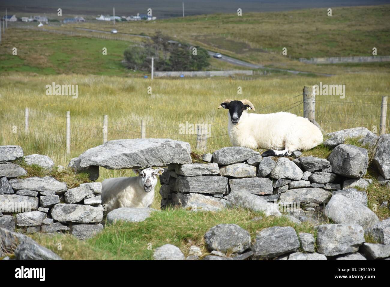Lewis croft scotland sheep hi-res stock photography and images - Alamy