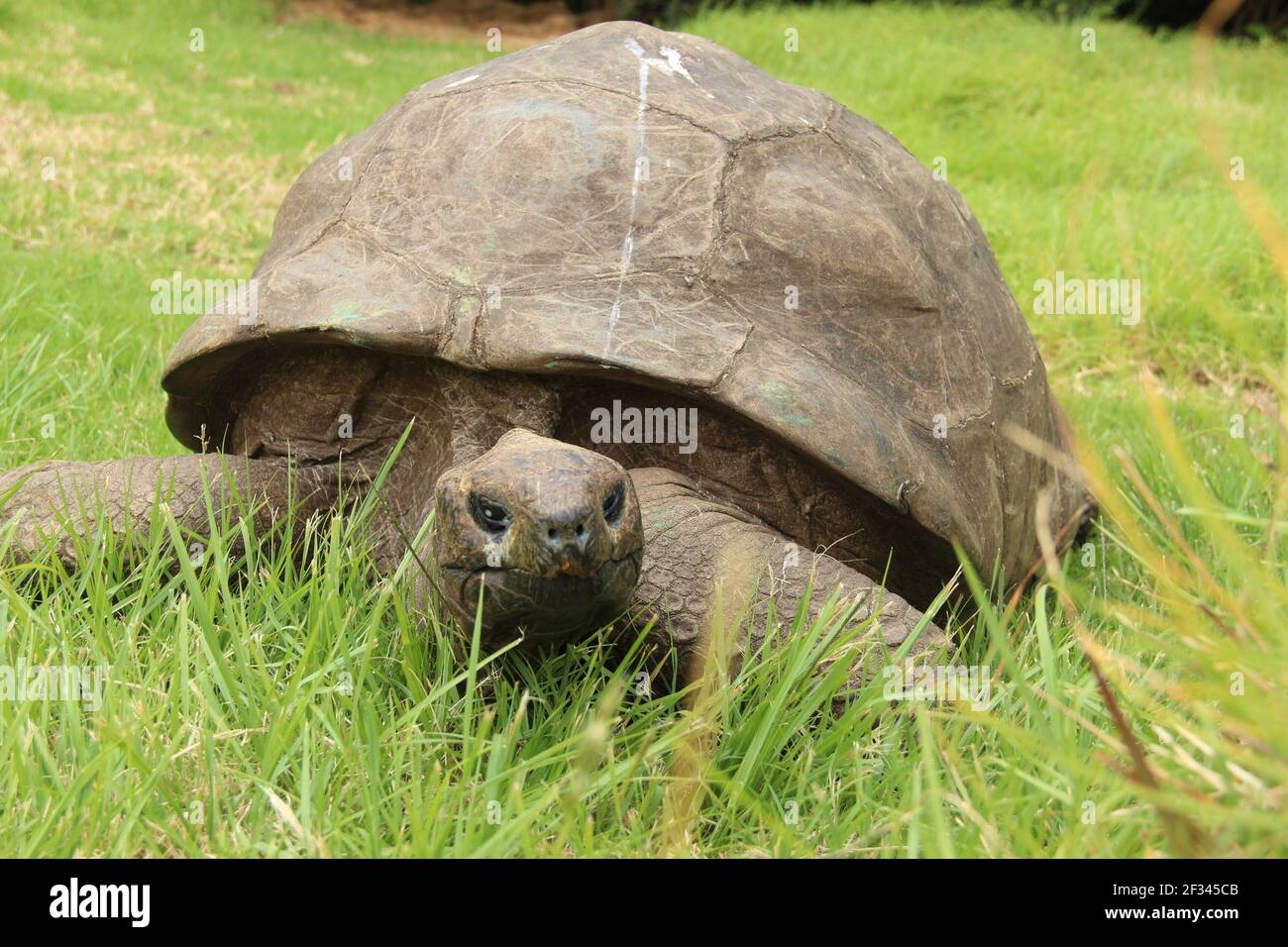 Jonathan, a Seychelles giant tortoise, and possibly the oldest animal ...