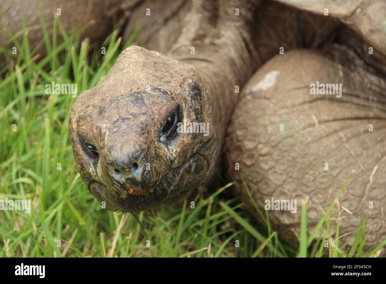 Jonathan, a Seychelles giant tortoise, and possibly the oldest animal ...
