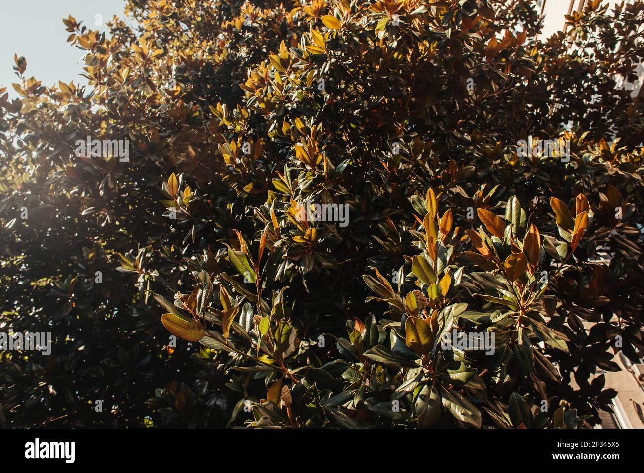 magnolia trees with green glossy leaves in sunlight Stock Photo - Alamy