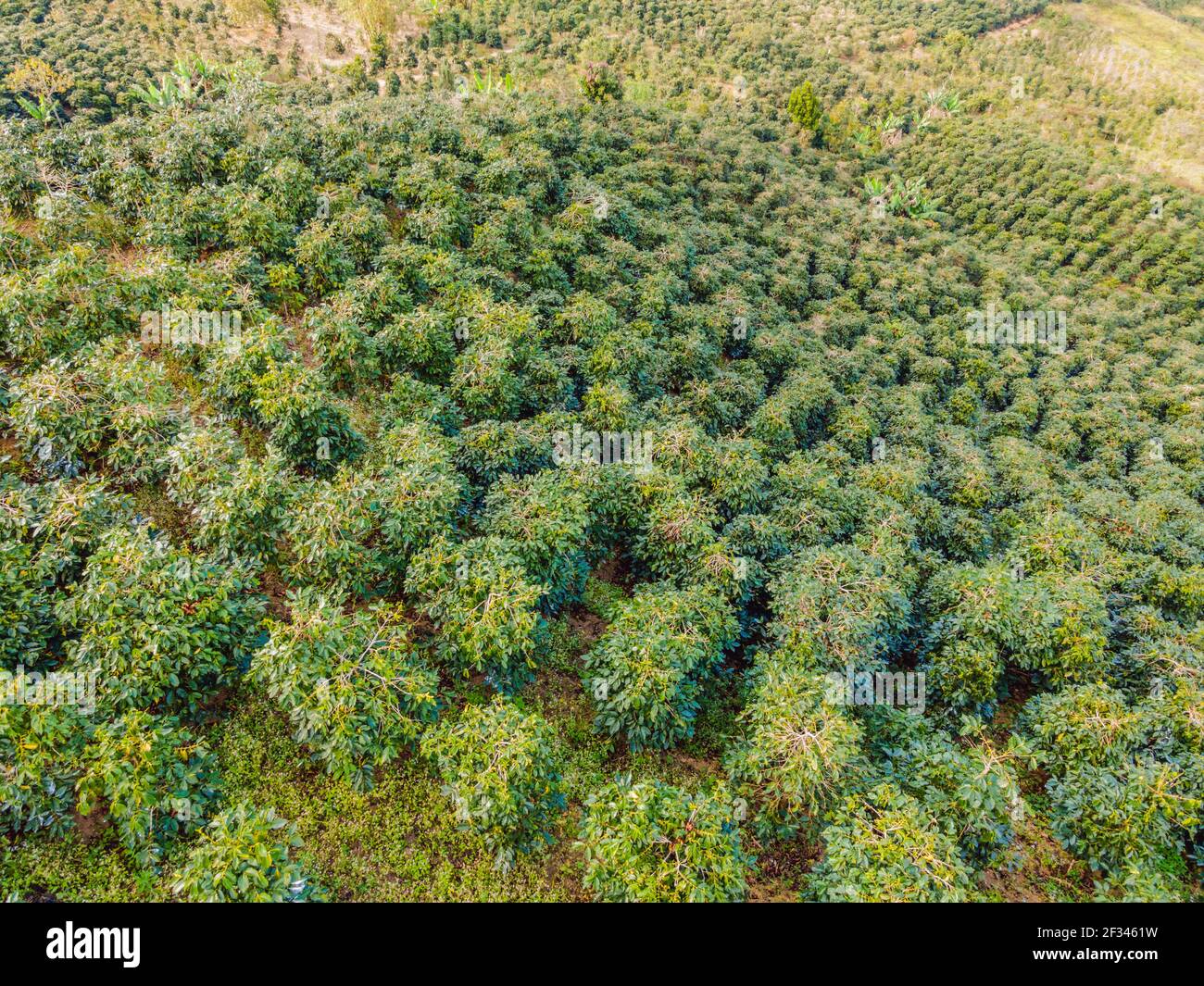 Aerial and coffee plantation hi-res stock photography and images - Alamy