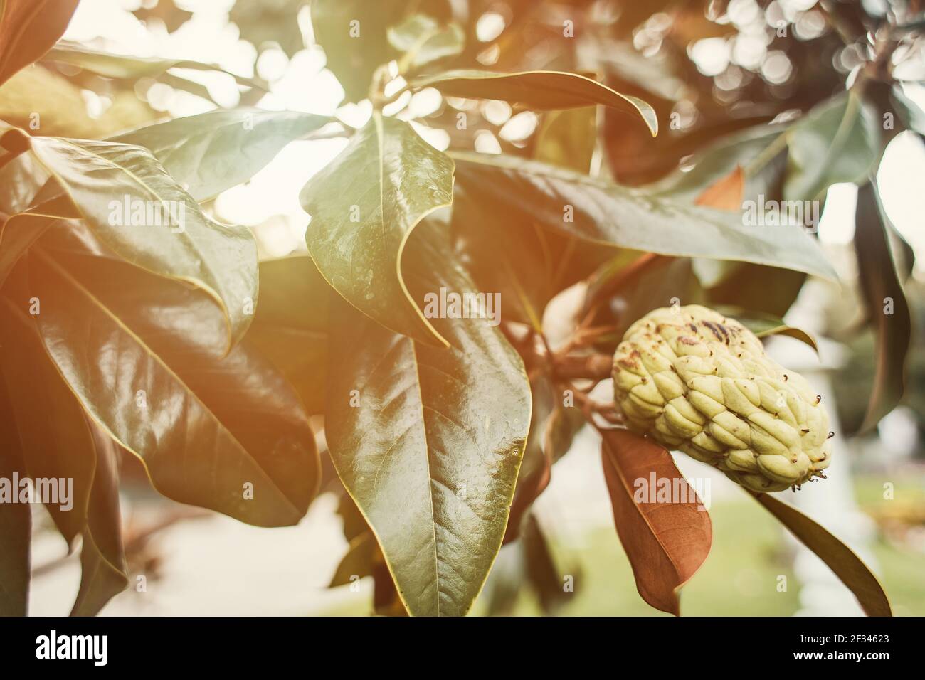 Magnolia cone hi-res stock photography and images - Alamy