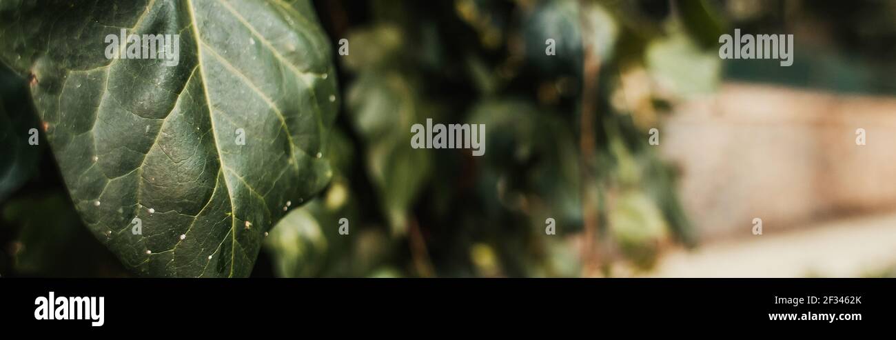 close up view of green ivy leaf, banner Stock Photo - Alamy