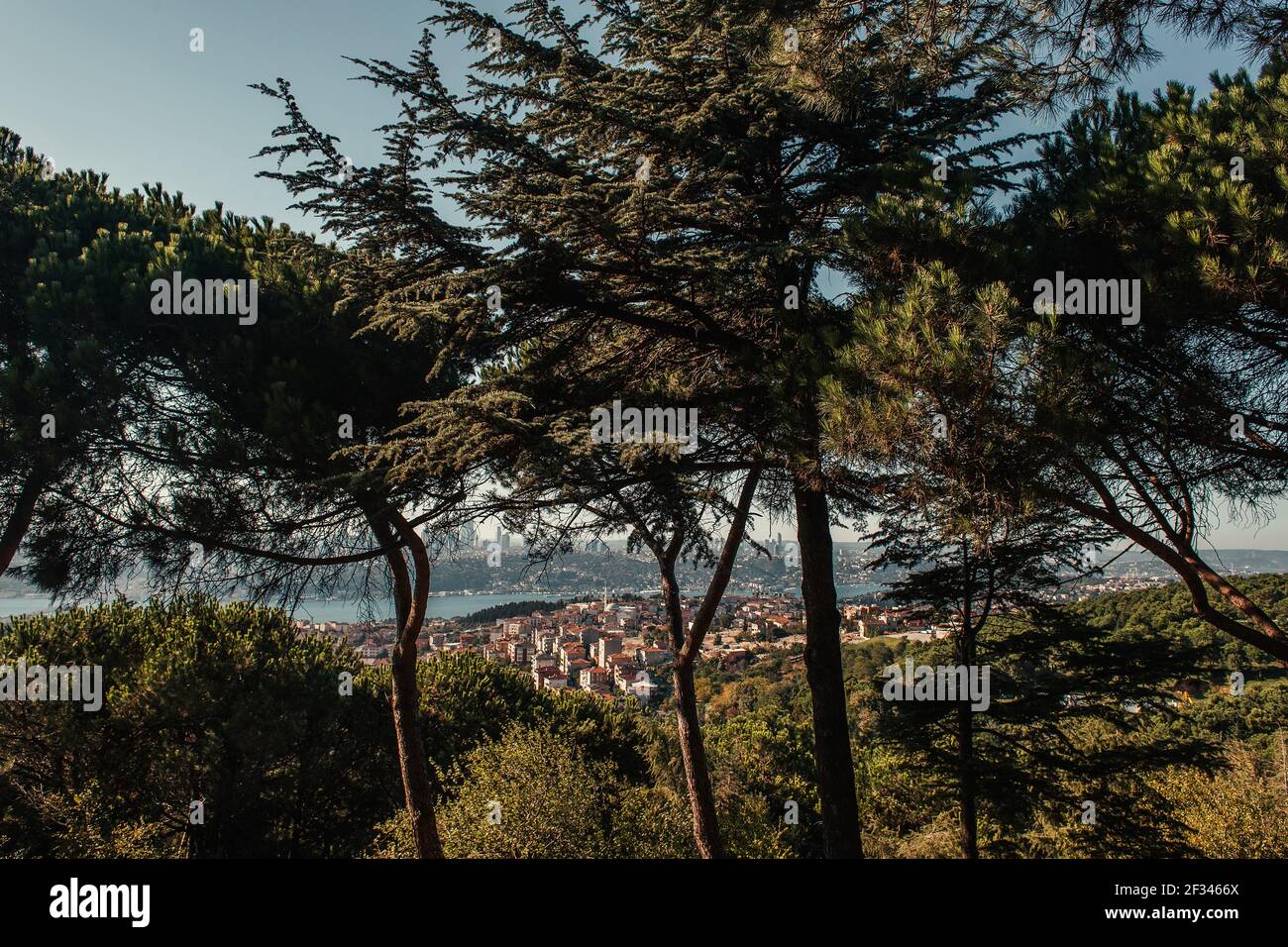 Old fir trees hi-res stock photography and images - Alamy