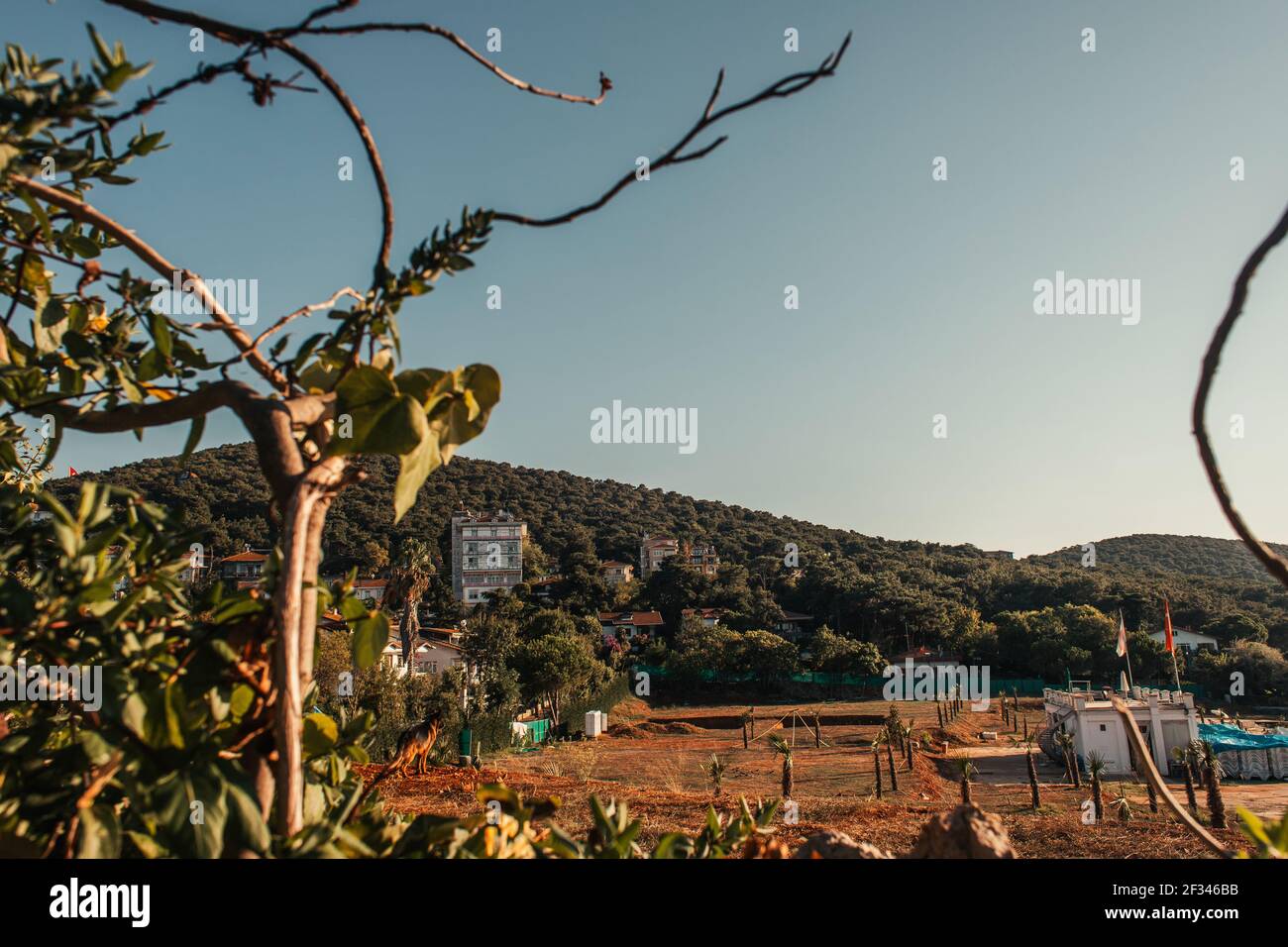 Water plants dry tree hi-res stock photography and images - Alamy