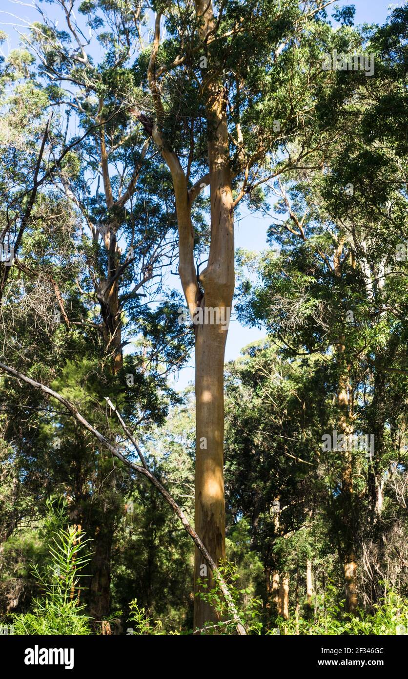 Karri eucalyptus hi-res stock photography and images - Alamy