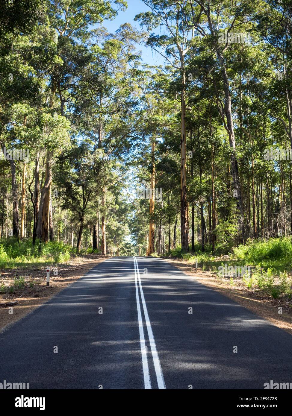 Karri tree forest australia hi-res stock photography and images - Alamy